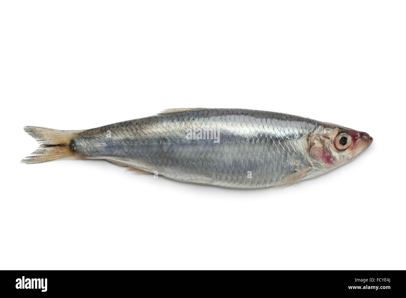 One fresh raw European sprat on white background Stock Photo - Alamy