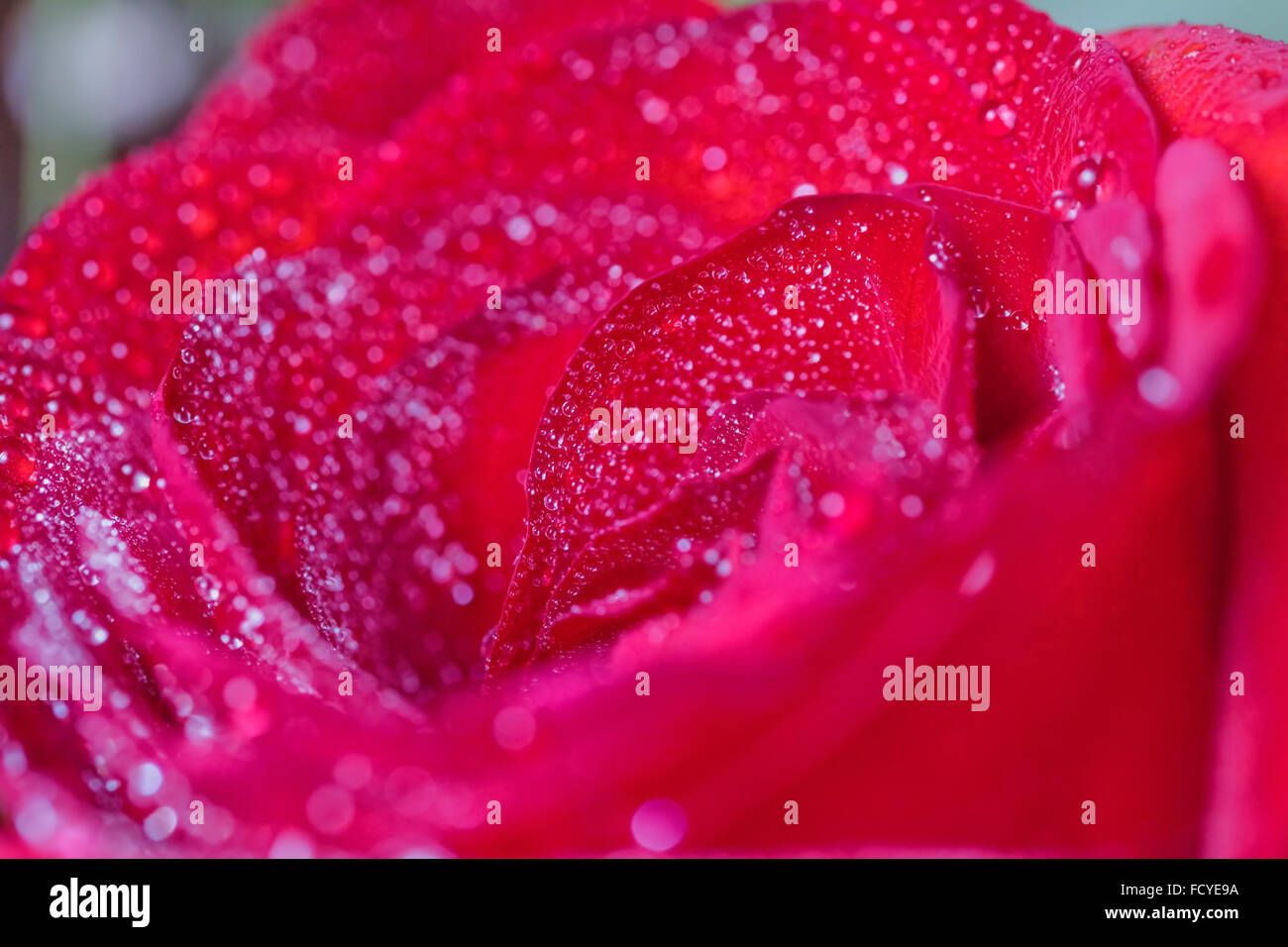 Blooming big beautiful red rose with water drops Stock Photo - Alamy