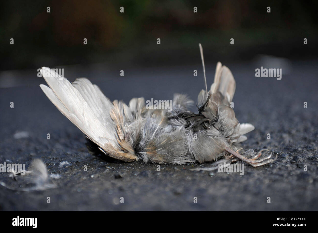 A dead sparrow lying on the road Stock Photo - Alamy