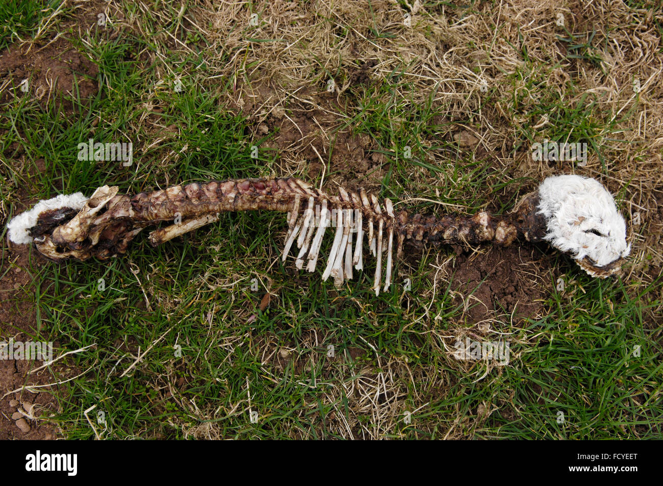 What is left of a dead sheep or lamb. Showing the skull and vertebrae ...