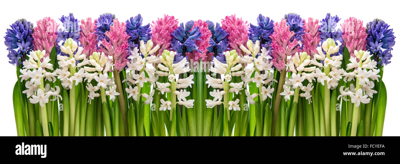 Fresh hyacinth flowers on white background. Floral banner Stock Photo ...