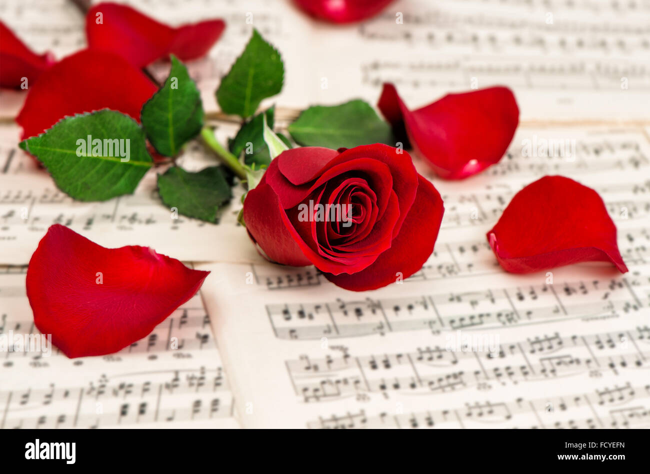 Red rose flower and music notes sheet. Selective focus Stock Photo - Alamy