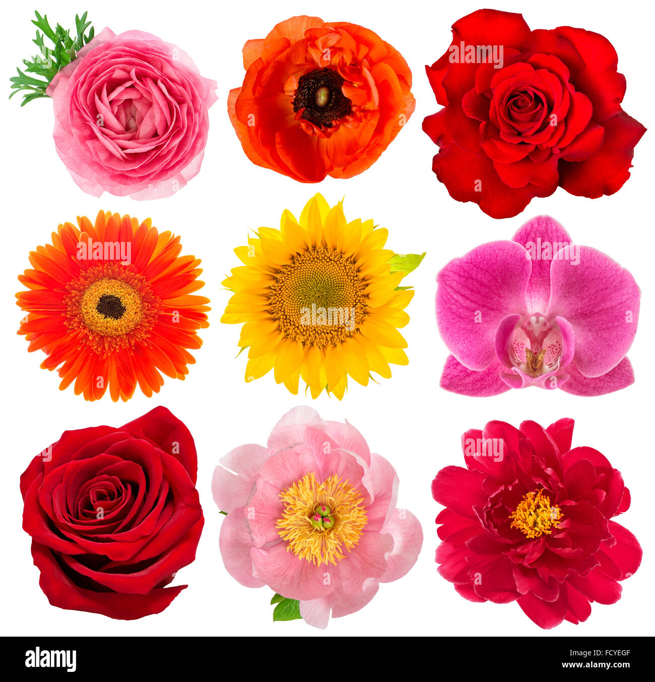 Single flower heads. Rose, orchid, peony, sunflower, gerber, anemone ...