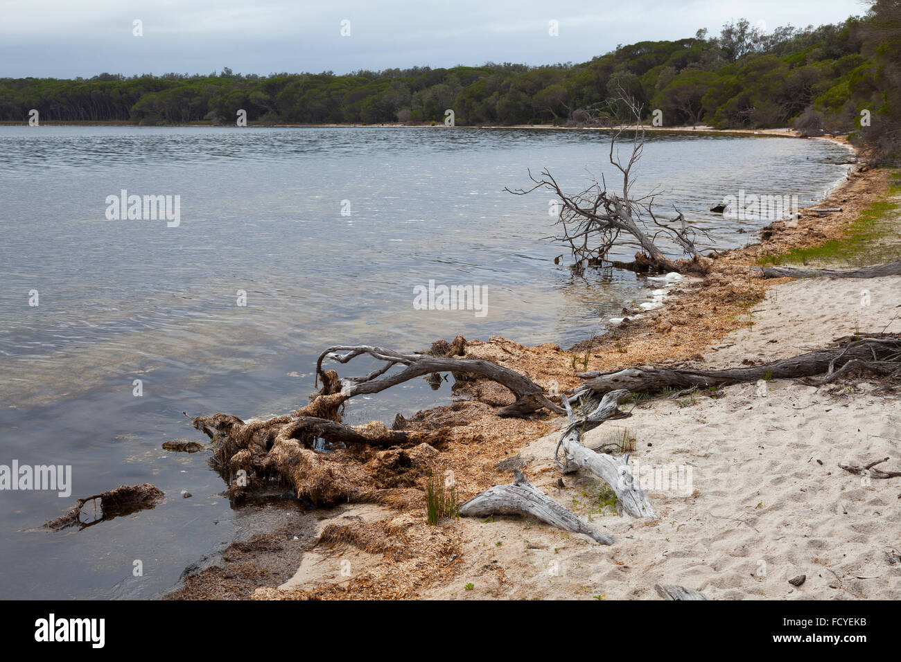 Beach side of Wallagoot Lake, Bournda National Park,Australia Stock ...