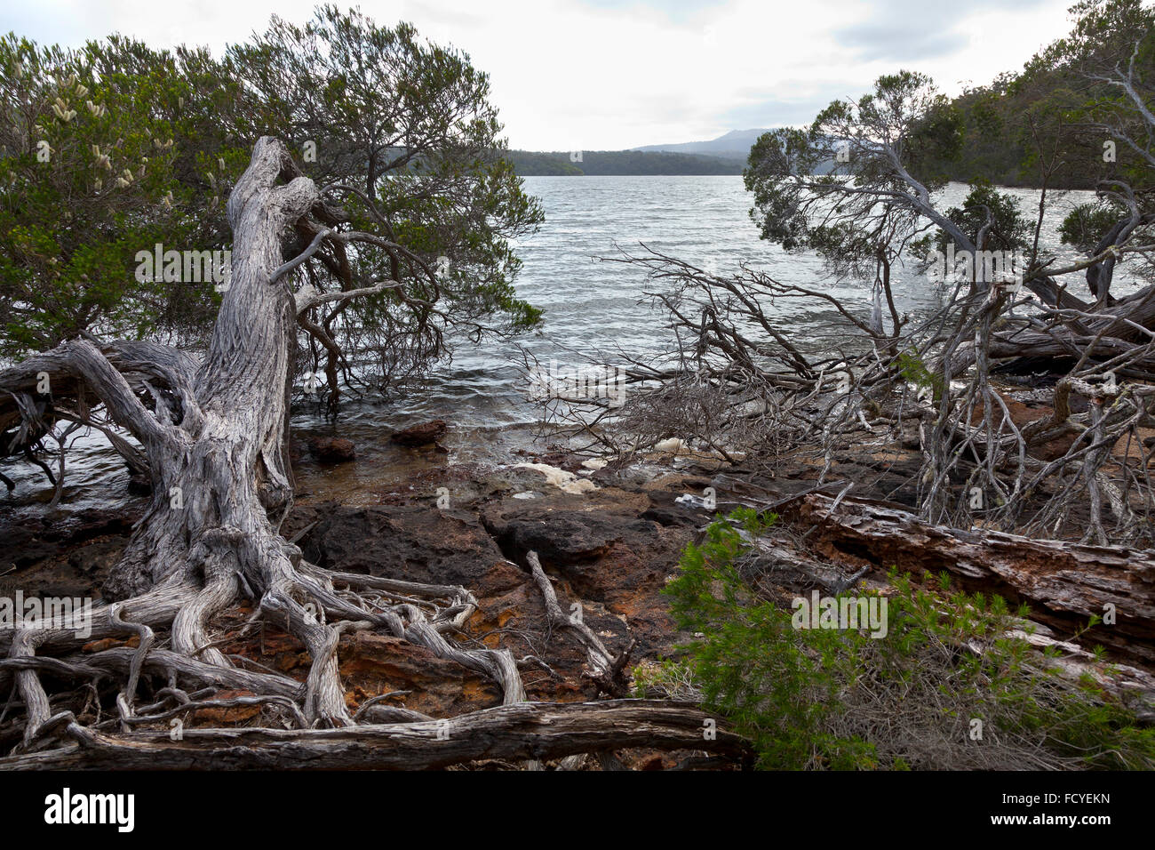 Roots and trees at the Mallacoota Inlet, Gippsland, Australia Stock ...
