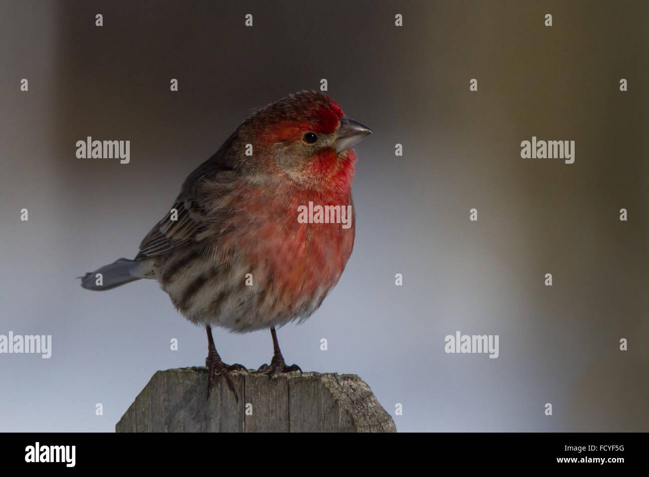 male house finch perched on a fencepost Stock Photo - Alamy