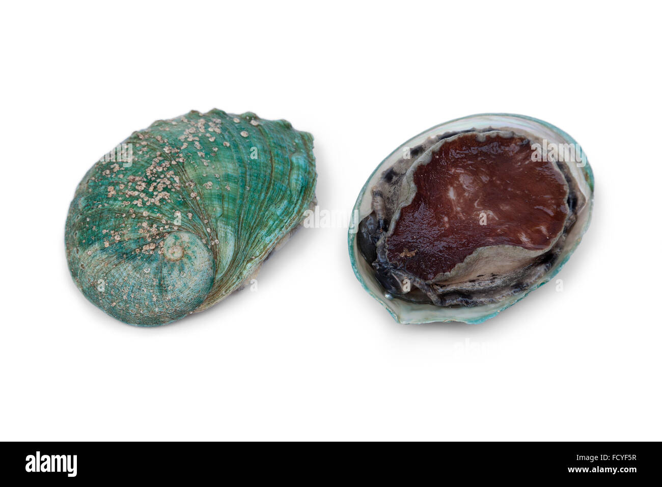 Front and back of a fresh raw abalone in the shell on white background Stock Photo - Alamy