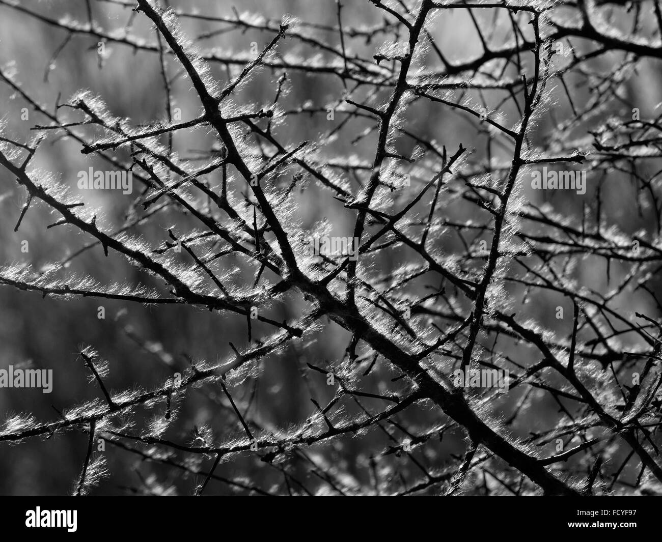 Branch tree spring Black and White Stock Photos & Images - Alamy