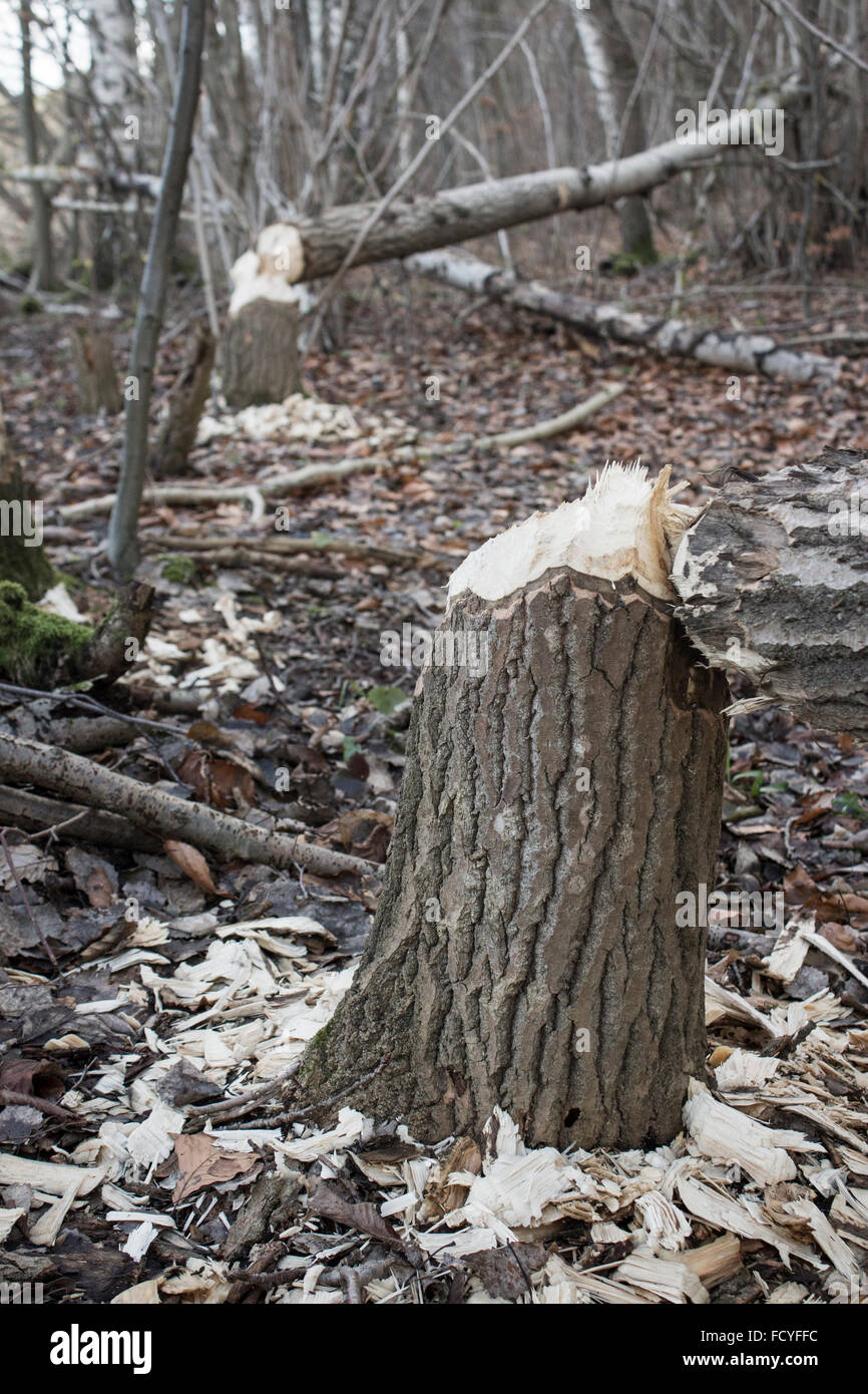 Beaver Damaged tree Stock Photo - Alamy