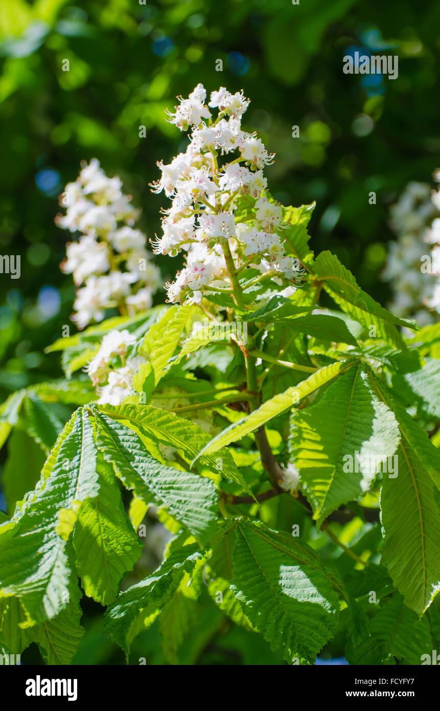 Blooming of chestnut Stock Photo - Alamy