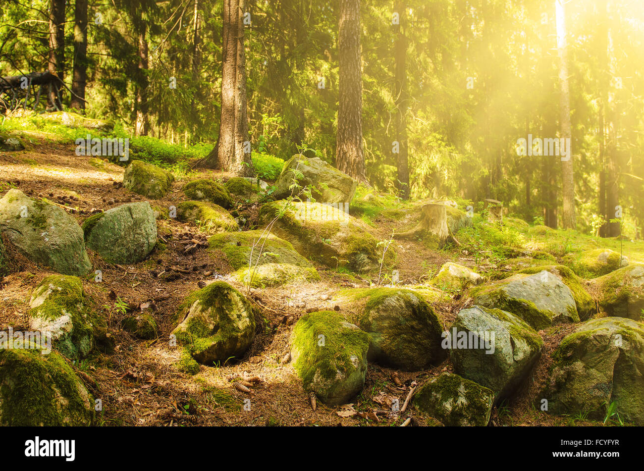 North scandinavian forest Stock Photo - Alamy