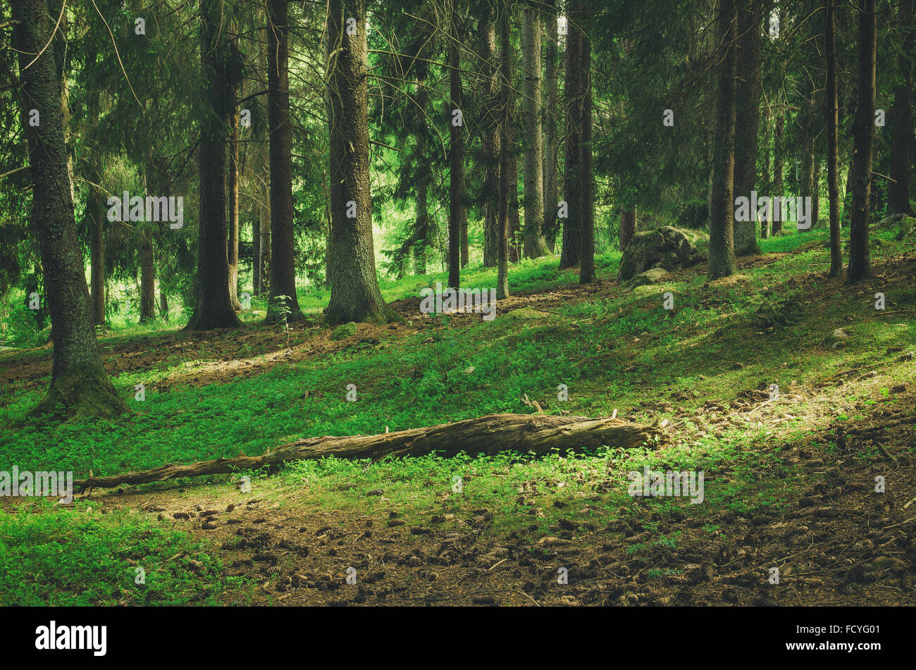 North scandinavian forest Stock Photo - Alamy