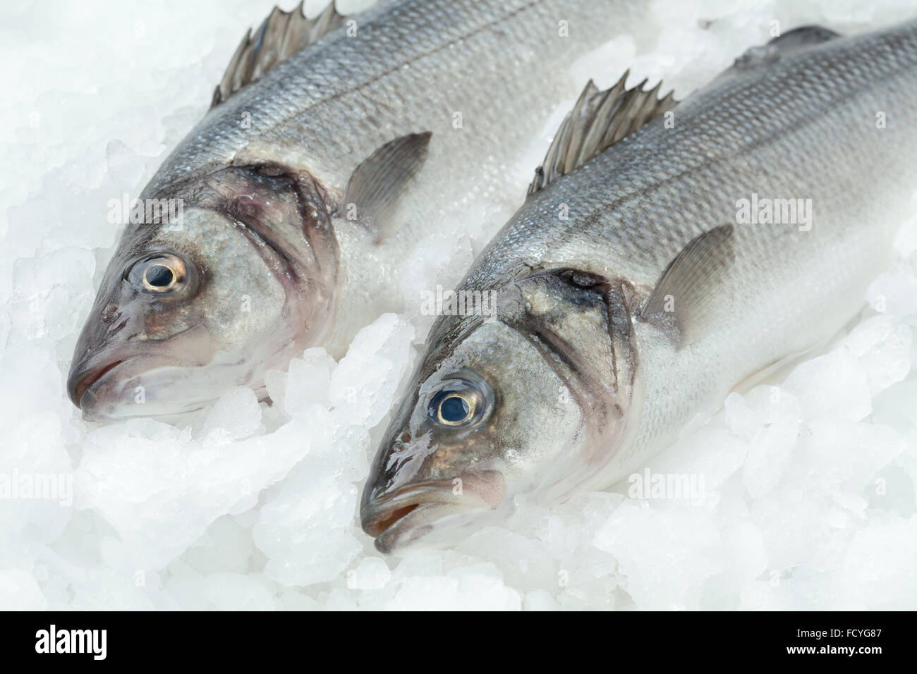 European Seabass High Resolution Stock Photography and Images - Alamy
