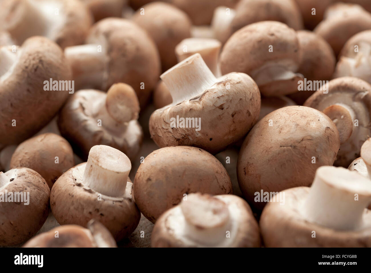 Chestnut mushrooms hi-res stock photography and images - Alamy