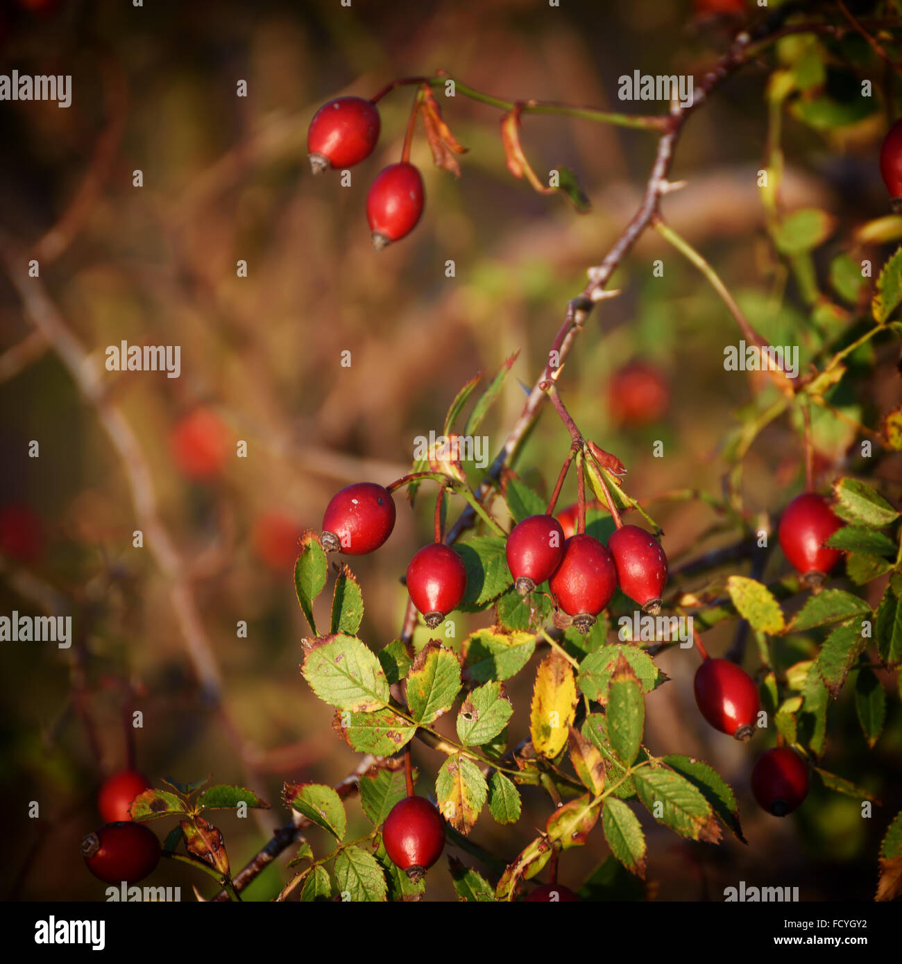 Rosehip berries background Stock Photo - Alamy