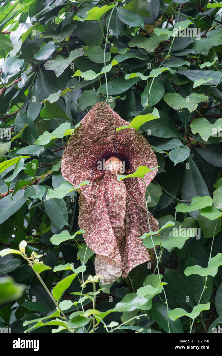 Giant Dutchman's Pipe, or Pelican Flower: Aristolochia gigantea ...