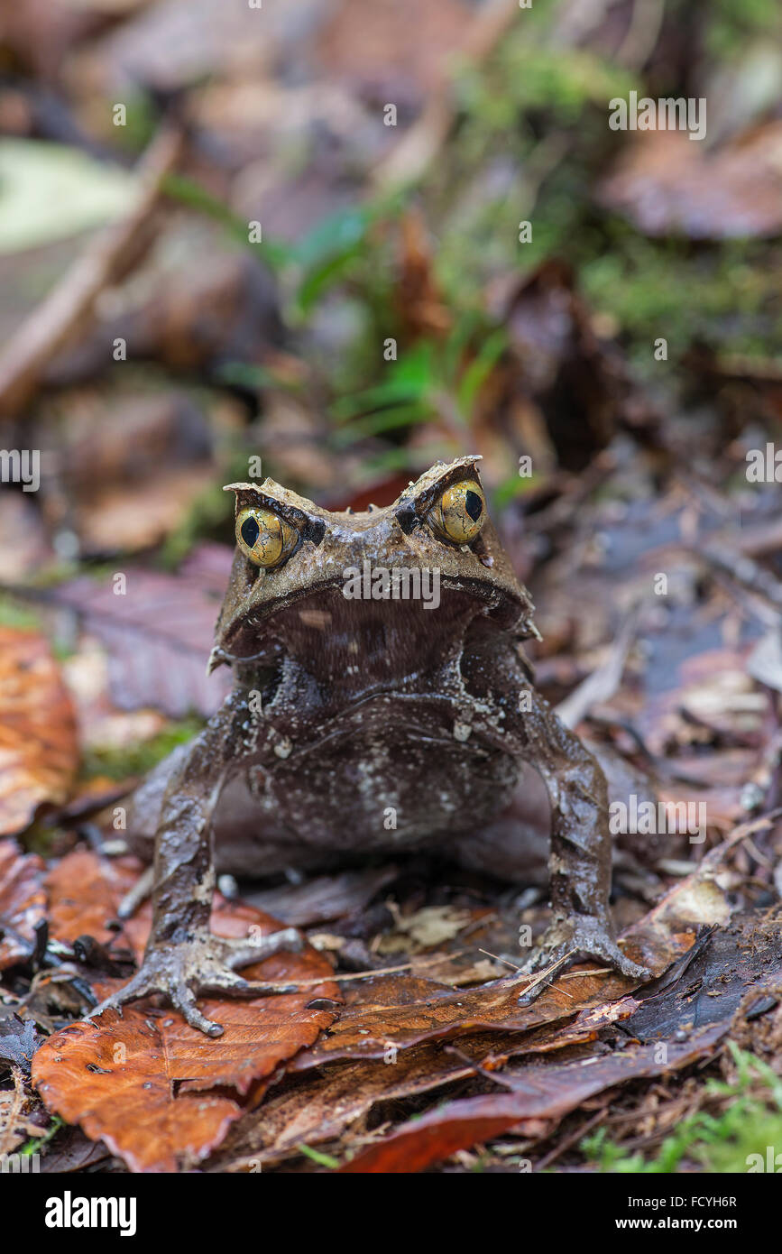 Bornean Horned Frog: Megophrys nasuta. Sabah, Borneo Stock Photo - Alamy