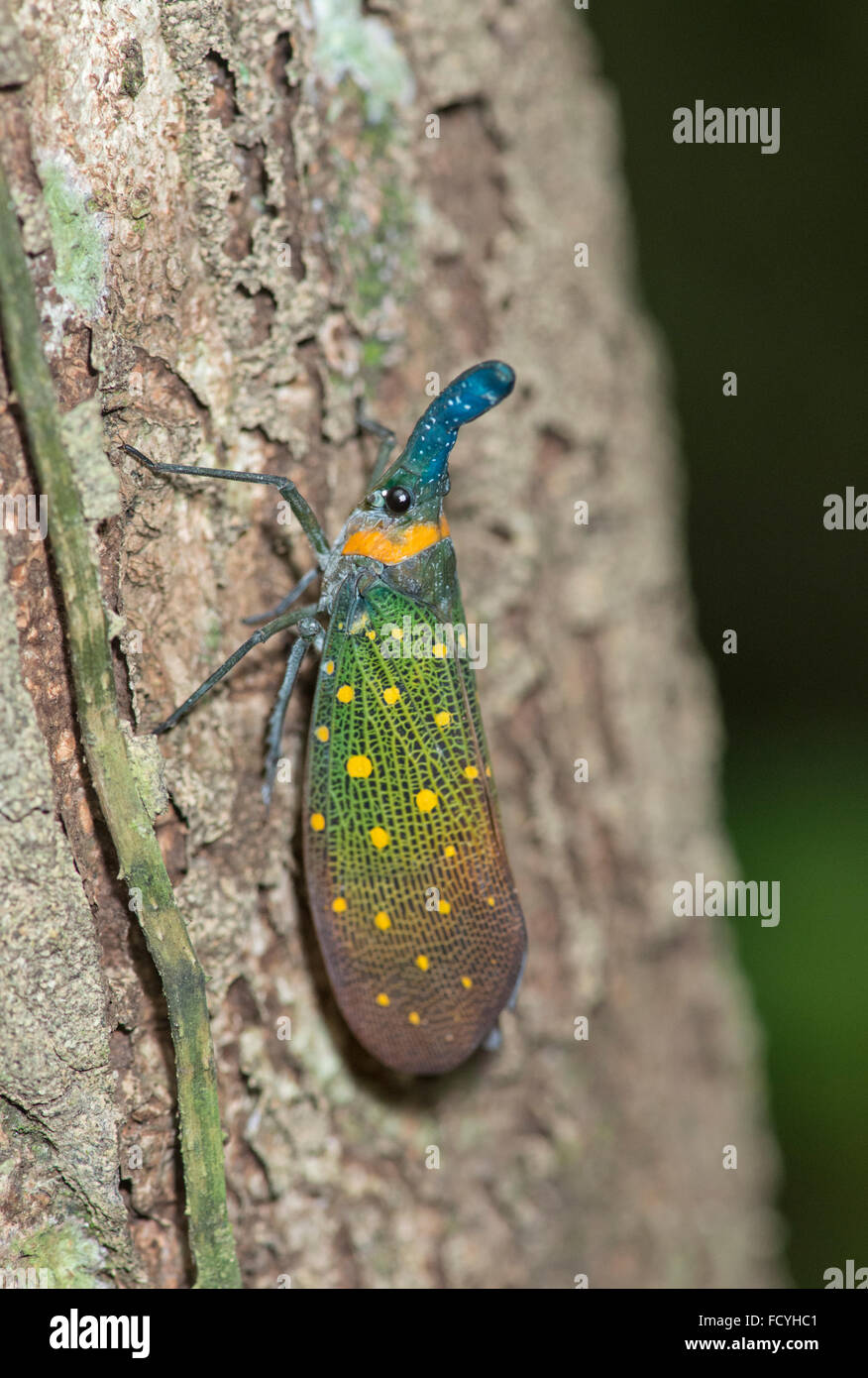 Lantern Bug: Pyrops whiteheadi. Sabah, Borneo Stock Photo - Alamy