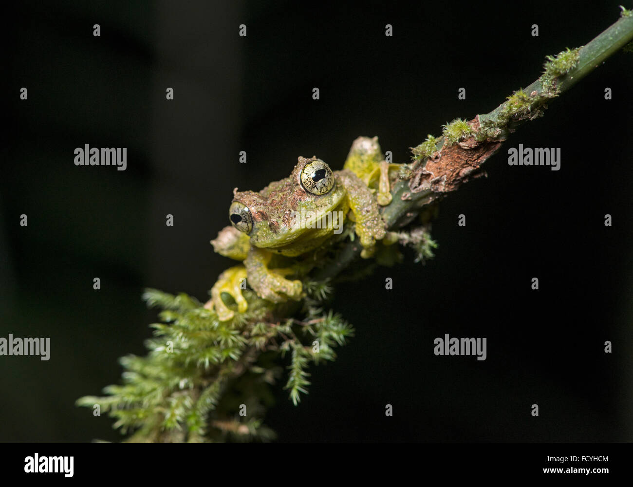 Mossy Tree Frog: Rhacophorus everetti. Sabah, Borneo. Taken at night ...
