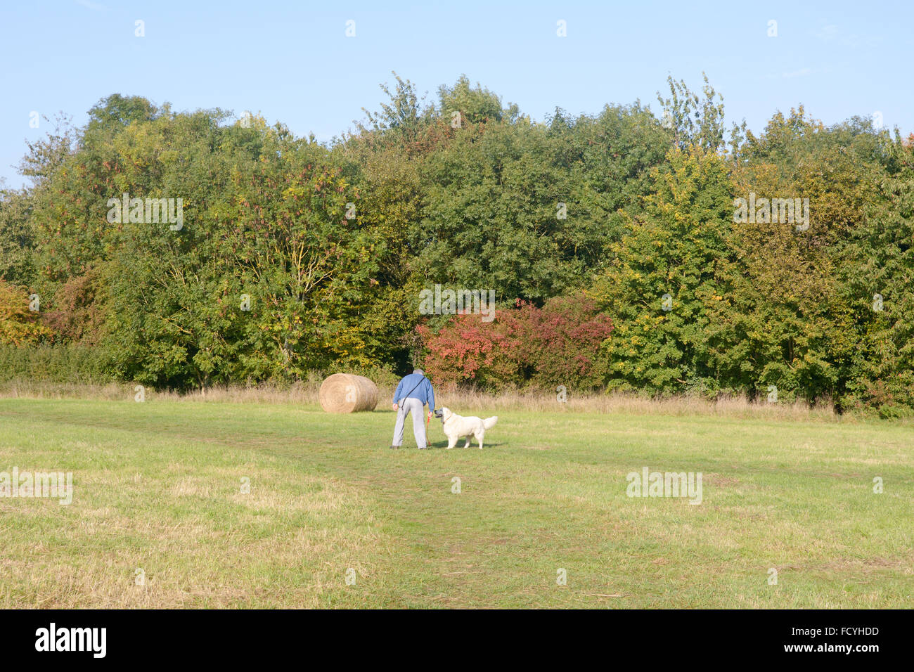 Man walking yellow labrador dog hi-res stock photography and images - Alamy
