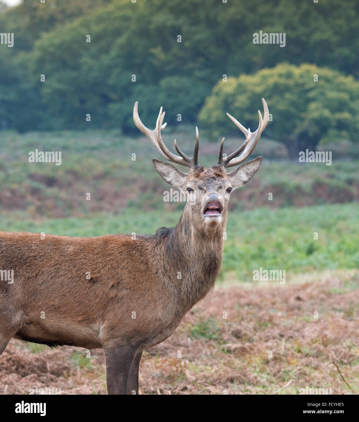 Rutting male hi-res stock photography and images - Alamy
