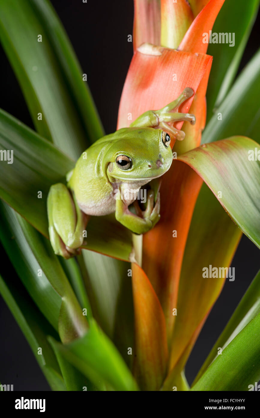 Australian tree frog hi-res stock photography and images - Alamy