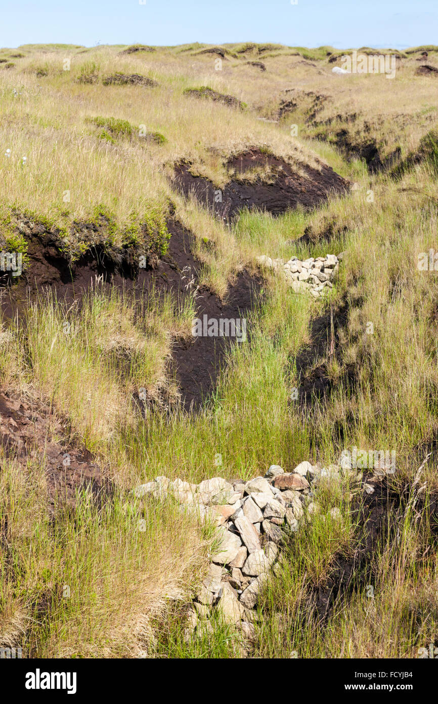 New growth on moors following moorland restoration through gully ...