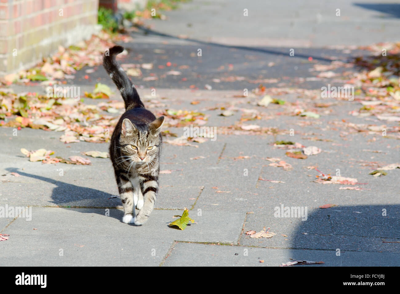 Tabby cat street pavement hi-res stock photography and images - Alamy