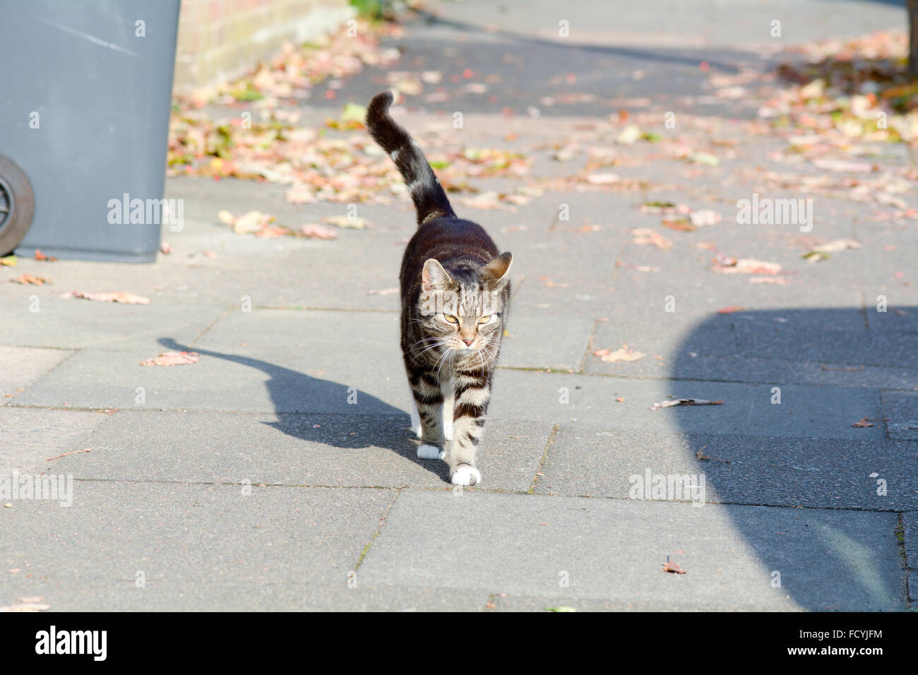 Tabby cat walking on pavement on sunny day Stock Photo - Alamy