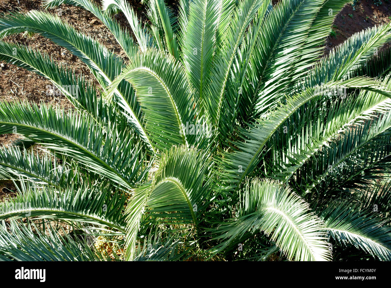 Palmetum botanical gardens in Santa Cruz de Tenerife, has one of the ...