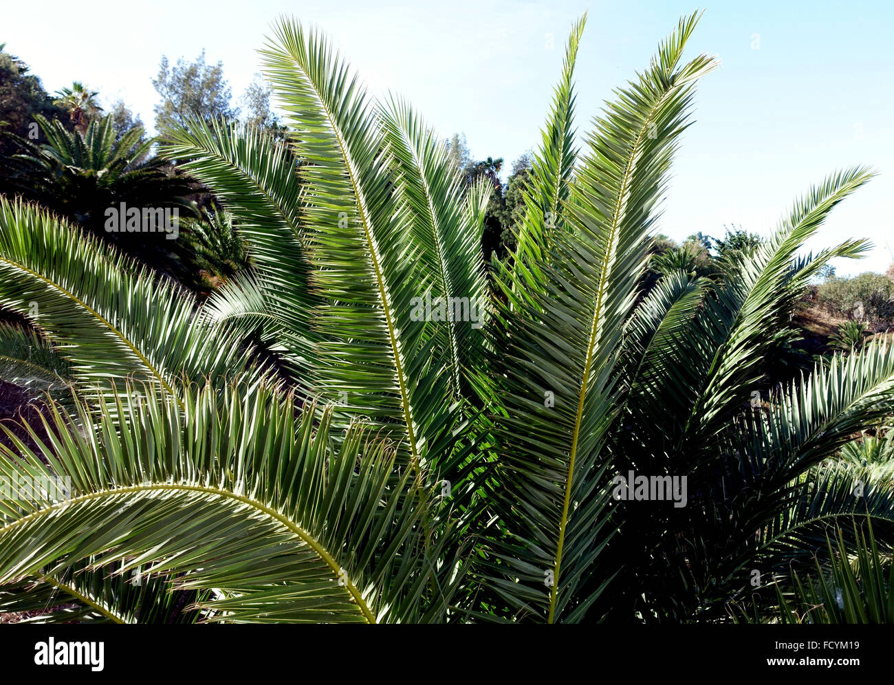 Palmetum botanical gardens in Santa Cruz de Tenerife, has one of the ...