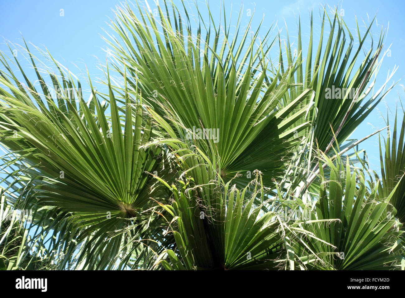 Largest botanical gardens in the world hi-res stock photography and ...