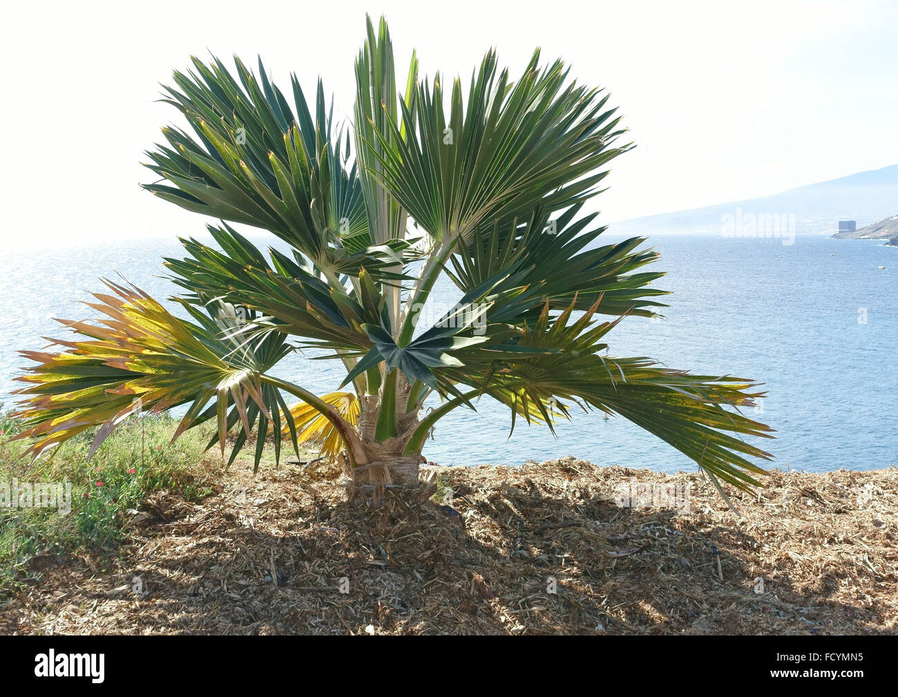 Palmetum botanical gardens in Santa Cruz de Tenerife, has one of the ...