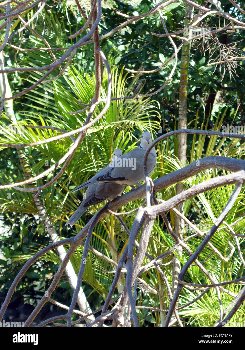 Palmetum botanical gardens in Santa Cruz de Tenerife, Canary Islands ...