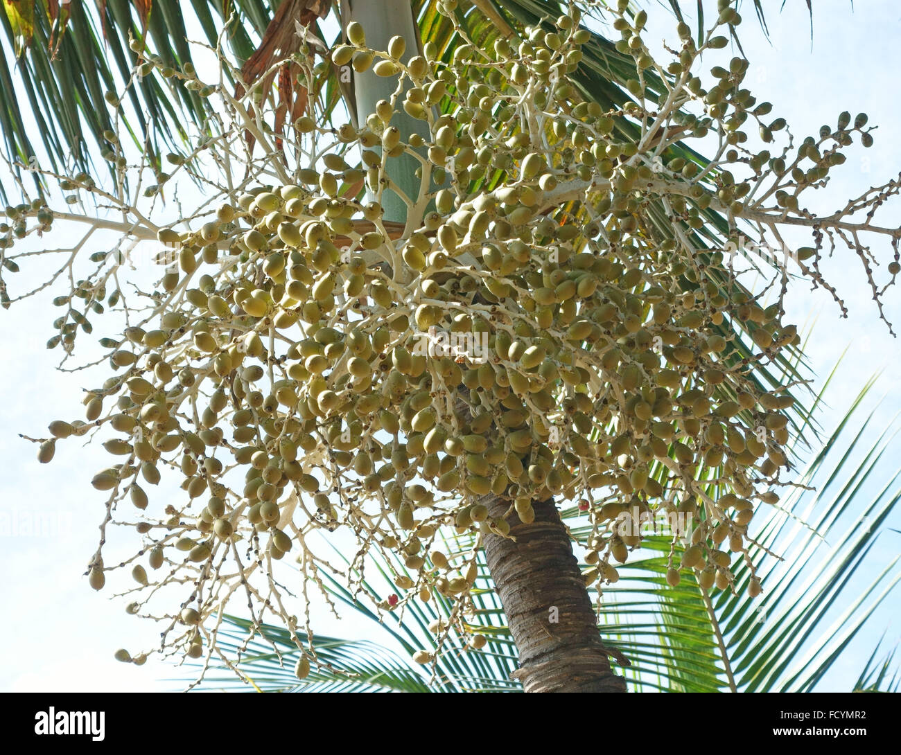 Palm nuts hi-res stock photography and images - Alamy