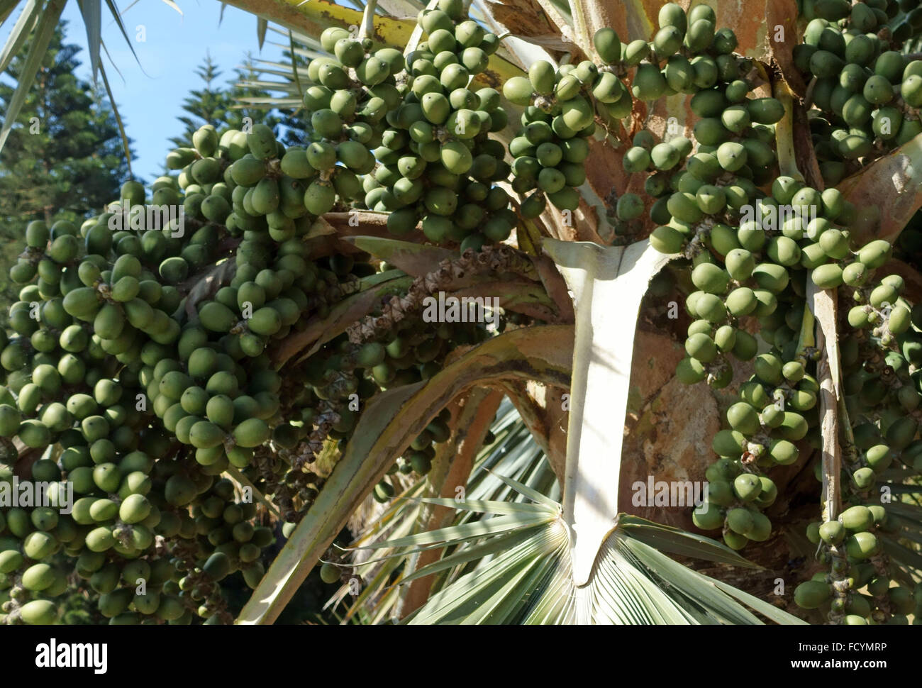 Palm Nuts High Resolution Stock Photography and Images - Alamy