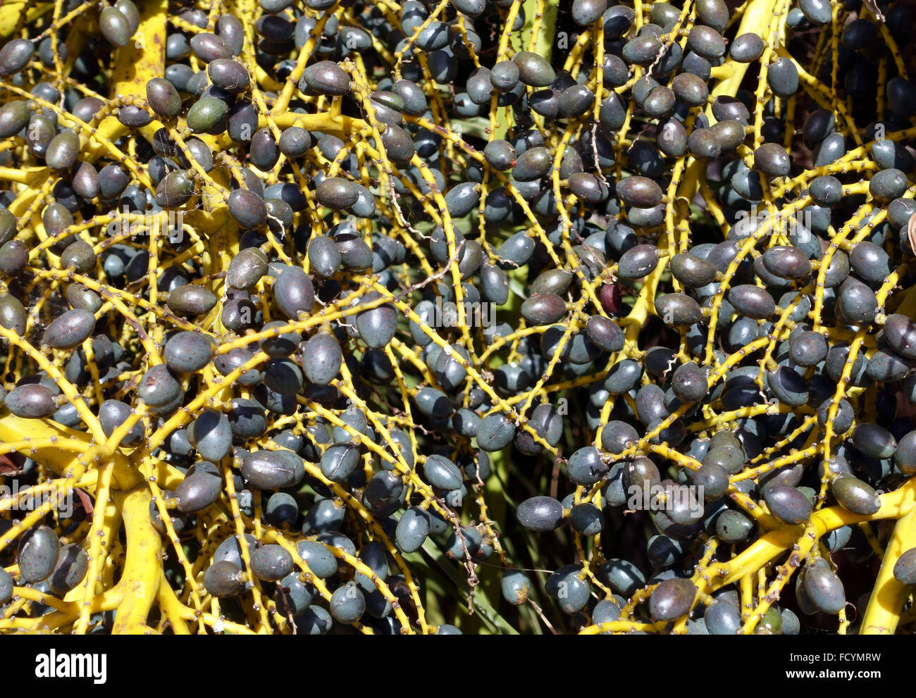 Palm nuts hi-res stock photography and images - Alamy