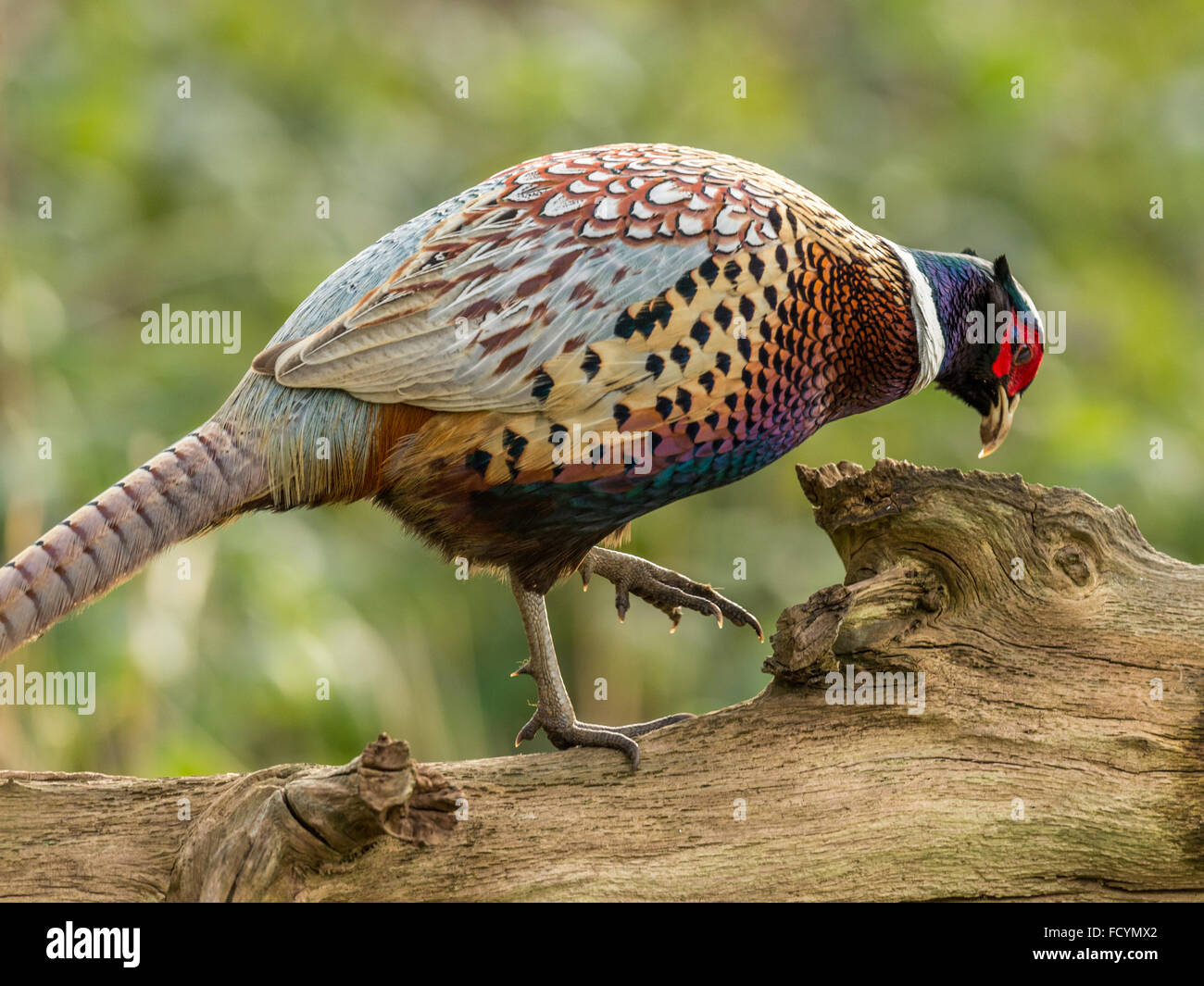 Beautiful Male Ring-necked Pheasant (Phasianus colchicus) foraging in ...
