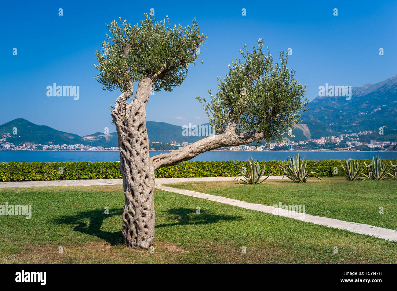 Range tree hi-res stock photography and images - Alamy