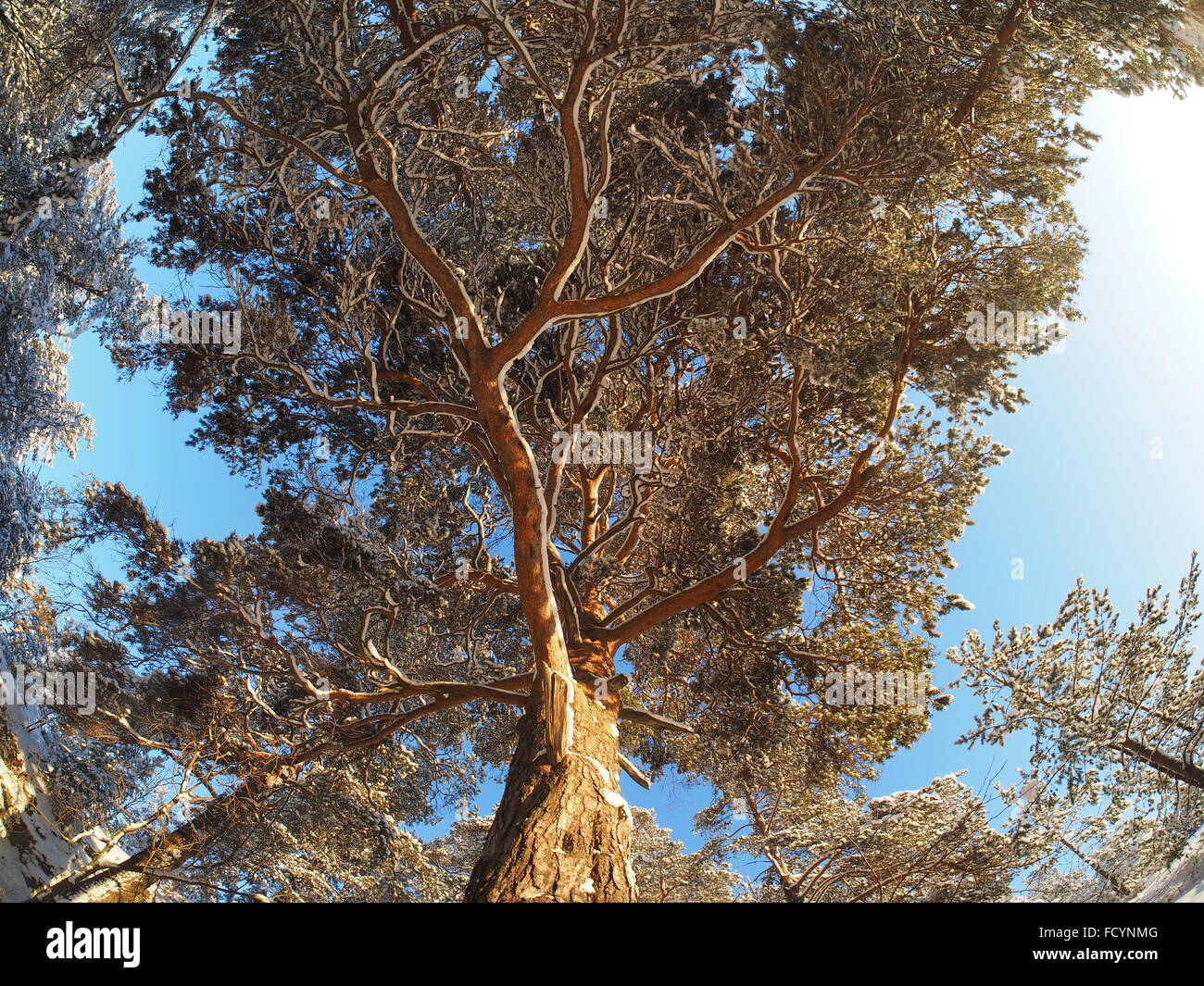 trees from the bottom up in a pine forest in winter Stock Photo - Alamy