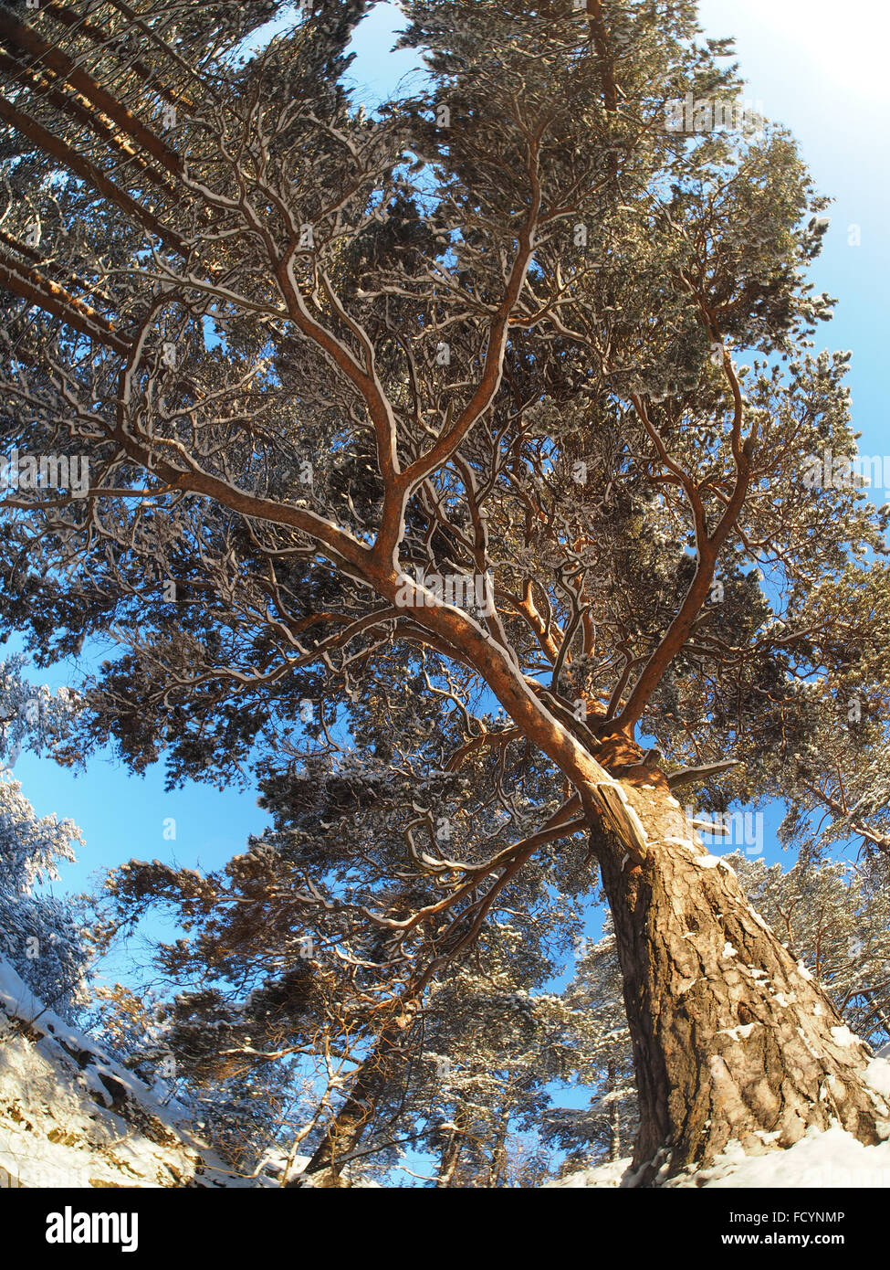 trees from the bottom up in a pine forest in winter Stock Photo - Alamy