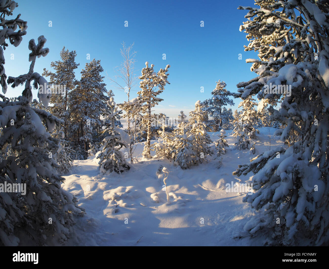 Pine forest in winter Stock Photo - Alamy