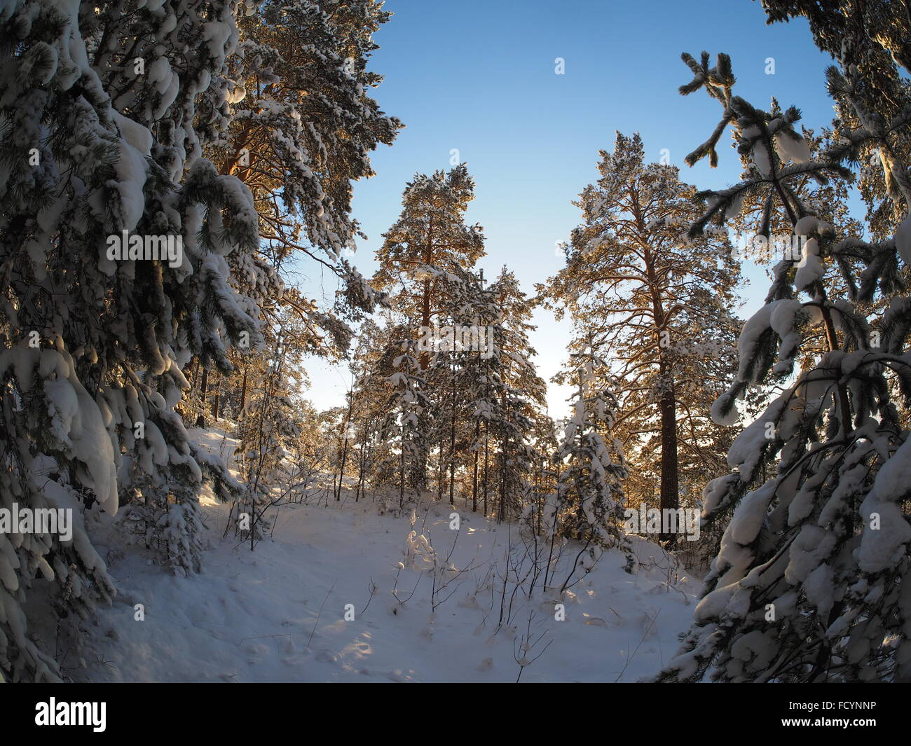 Pine forest in winter Stock Photo - Alamy