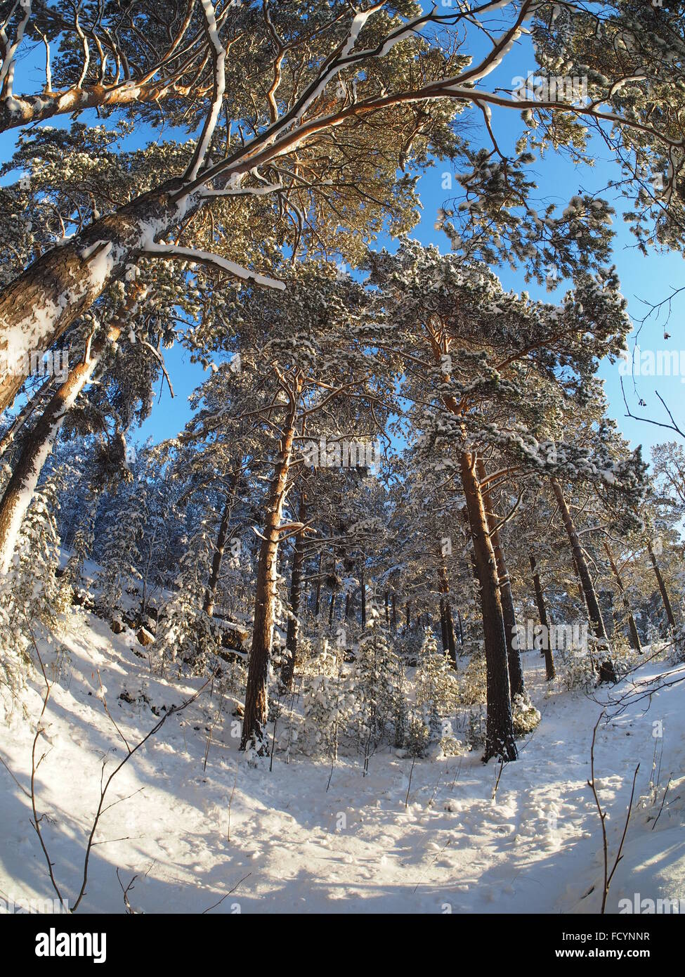 Pine forest in winter Stock Photo - Alamy