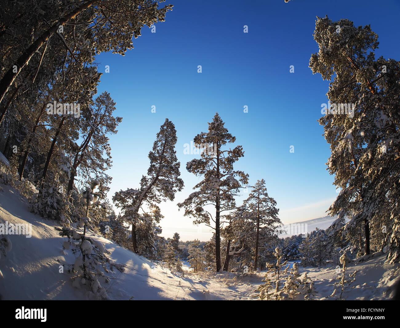 Pine forest in winter Stock Photo - Alamy