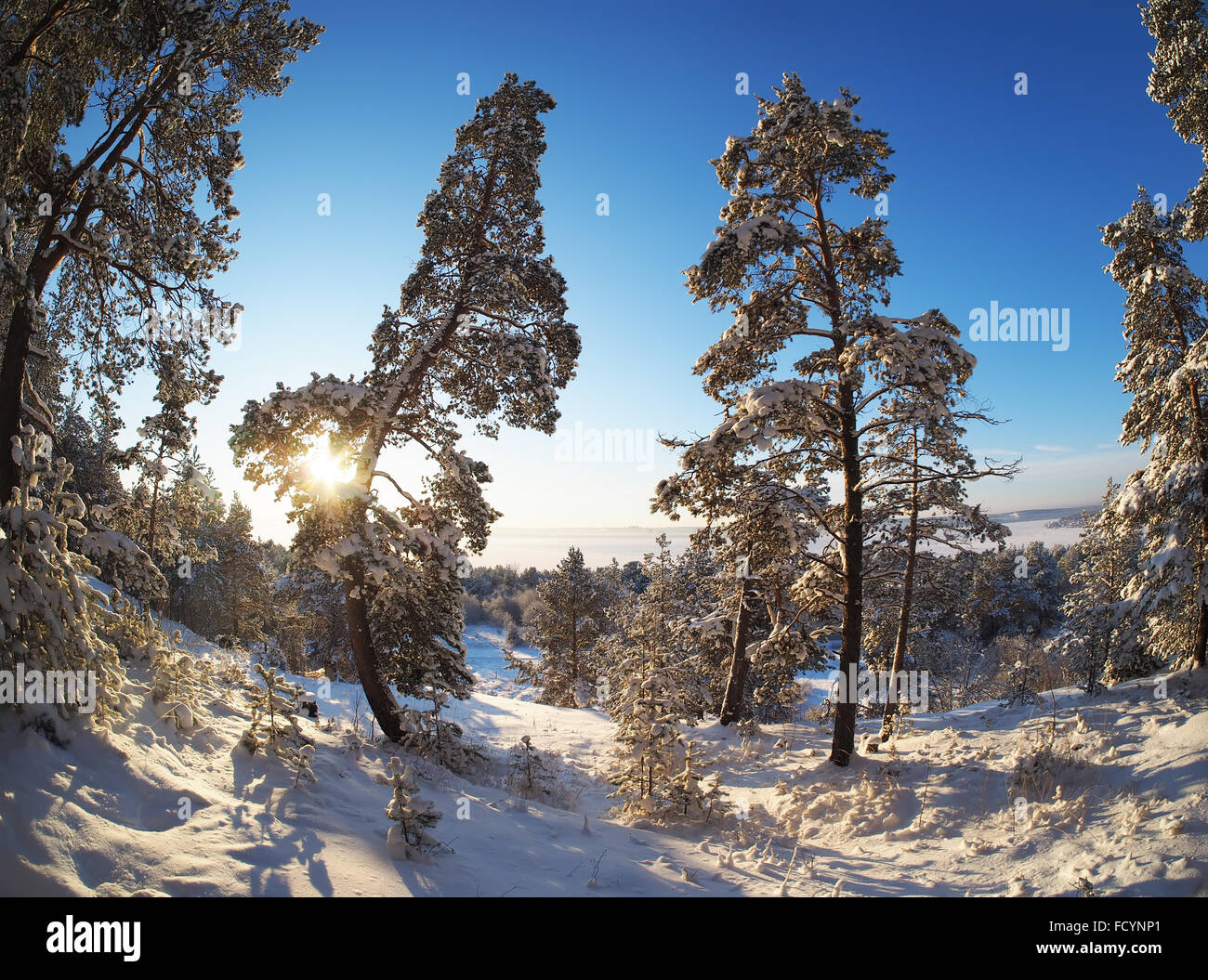 Pine forest in winter Stock Photo - Alamy