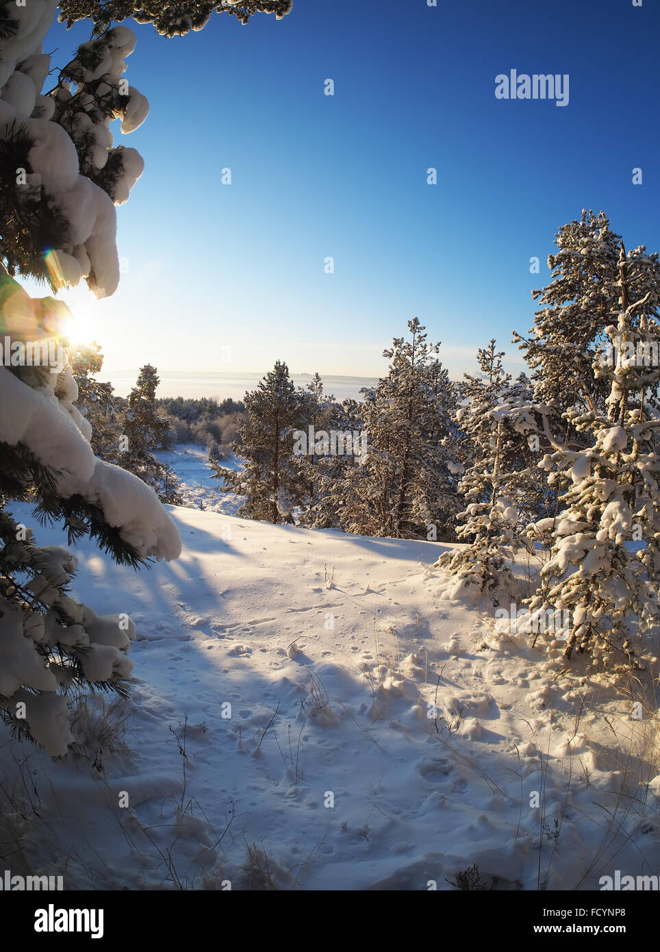Pine forest in winter Stock Photo - Alamy