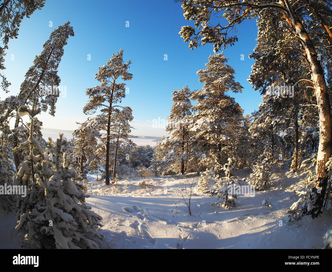 Pine forest in winter Stock Photo - Alamy