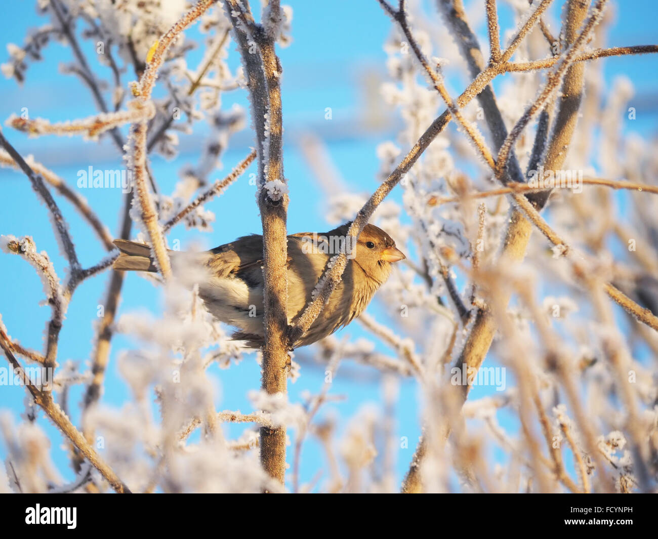 Free singing bird winter hi-res stock photography and images - Alamy