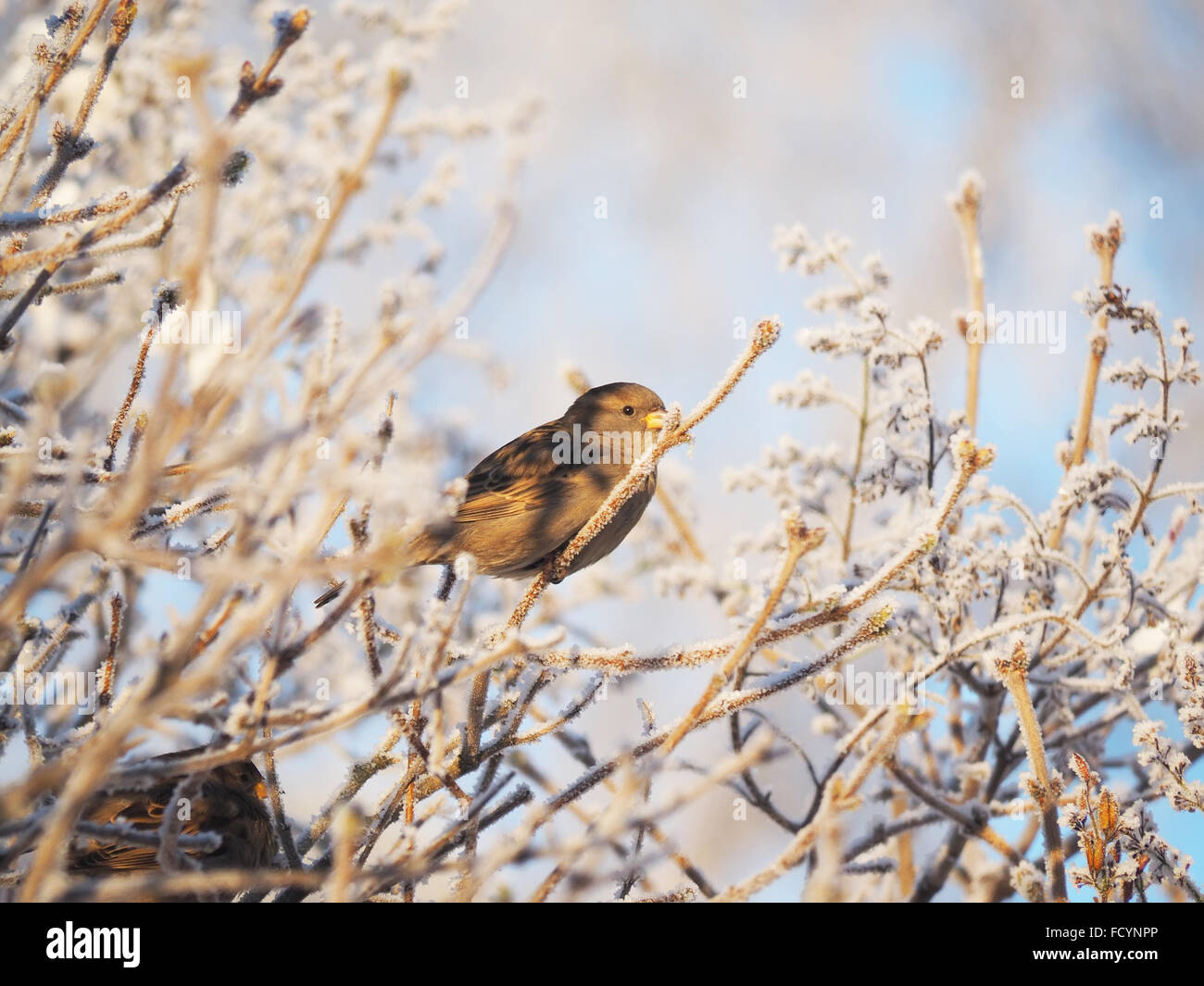 Free singing bird winter hi-res stock photography and images - Alamy